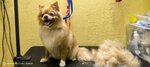 Grooming Animals Center (Lenina Avenue No:52к3), evcil hayvan kuaförleri  Yekaterinburg'dan