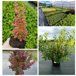 Garden center Timshino (Moscow Region, Yegoryevskiy Municipal District), sera ve bahçe ürünleri  Moskova ve Moskovskaya oblastından