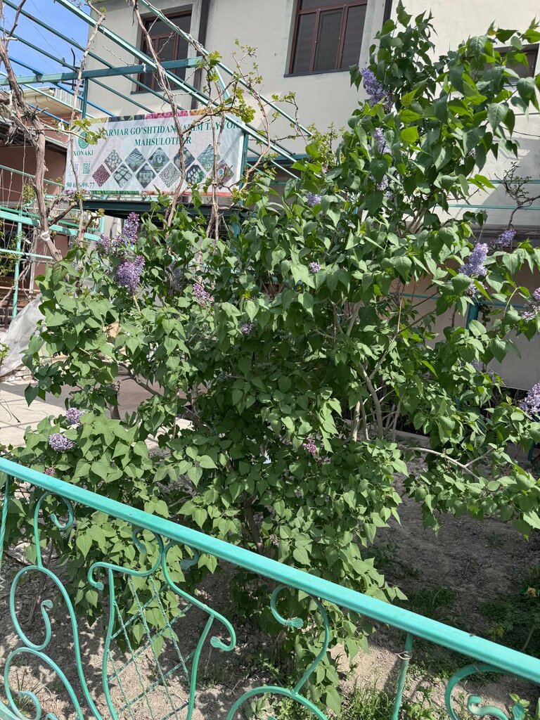 Dondurulmuş gıda firmaları Xonaki, Buhara, foto