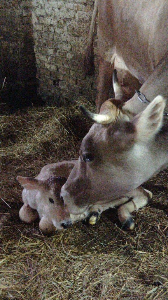 Hayvanat bahçeleri Ферма в Овинцах, Vladimirskaya oblastı, foto