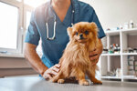 Pet Bond (Ventura, Damac Hills, Dubai Land, Dubai), veteriner klinikleri  Dubai'den