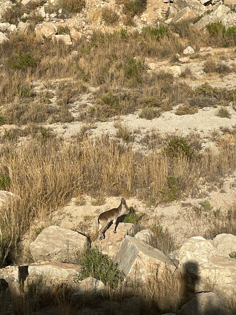 Dağ zirvesi Monte Coronado, Endülüs, foto