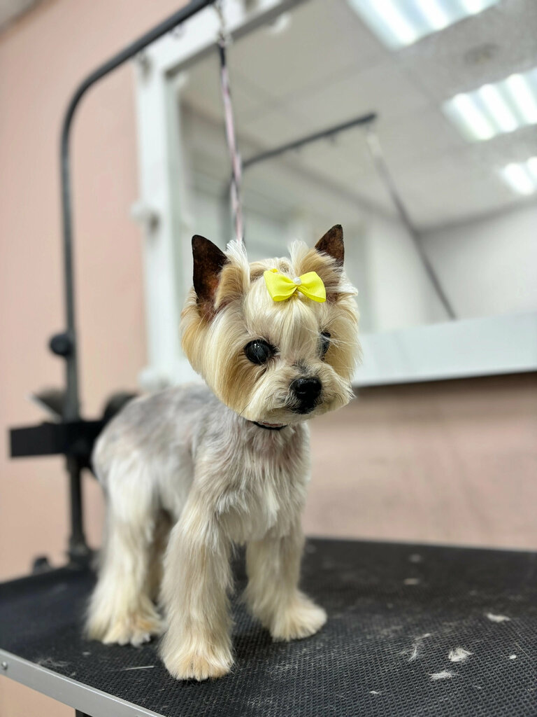 Evcil hayvan kuaförleri Lapochki, Kopeysk, foto