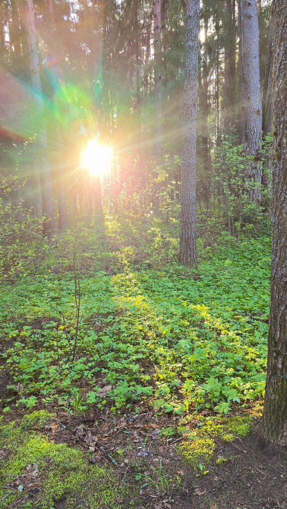 Doğa koruma alanı памятник природы регионального значения Леса острова Городомля, Tverskaya oblastı, foto