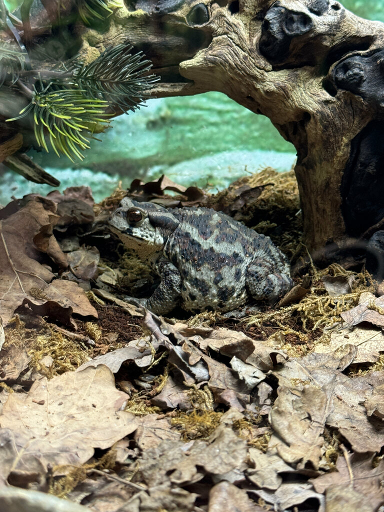 Hayvan muhafazaları Выставка амфибий, Moskova, foto