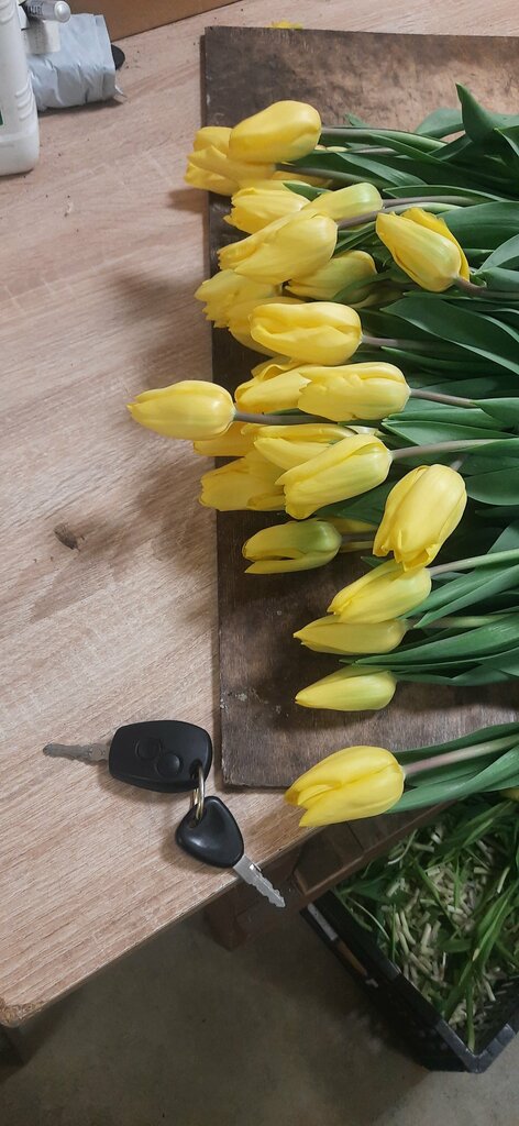 Seracılık Cveti Dubravi, Brianskaya oblastı, foto