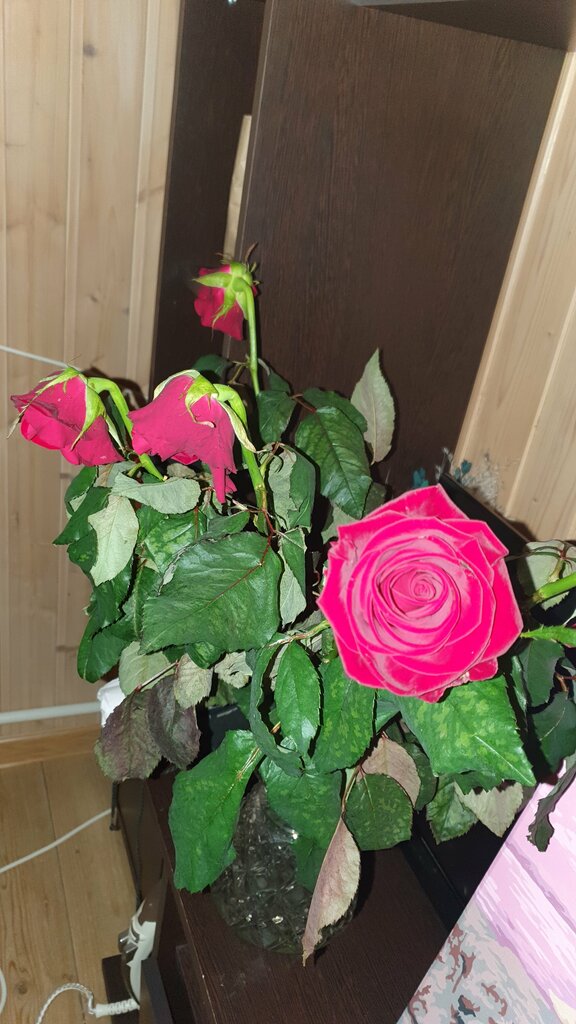 Çiçekçiler Цветы, Moskova ve Moskovskaya oblastı, foto