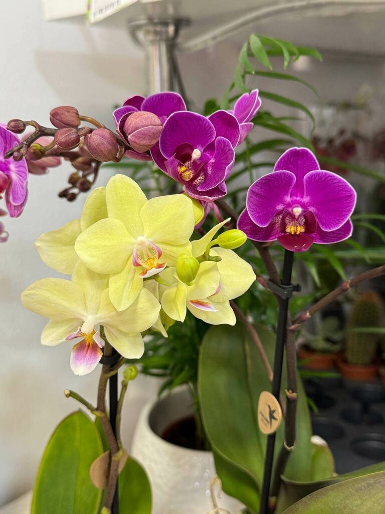 Çiçekçiler Flower Yard, Taşkent, foto