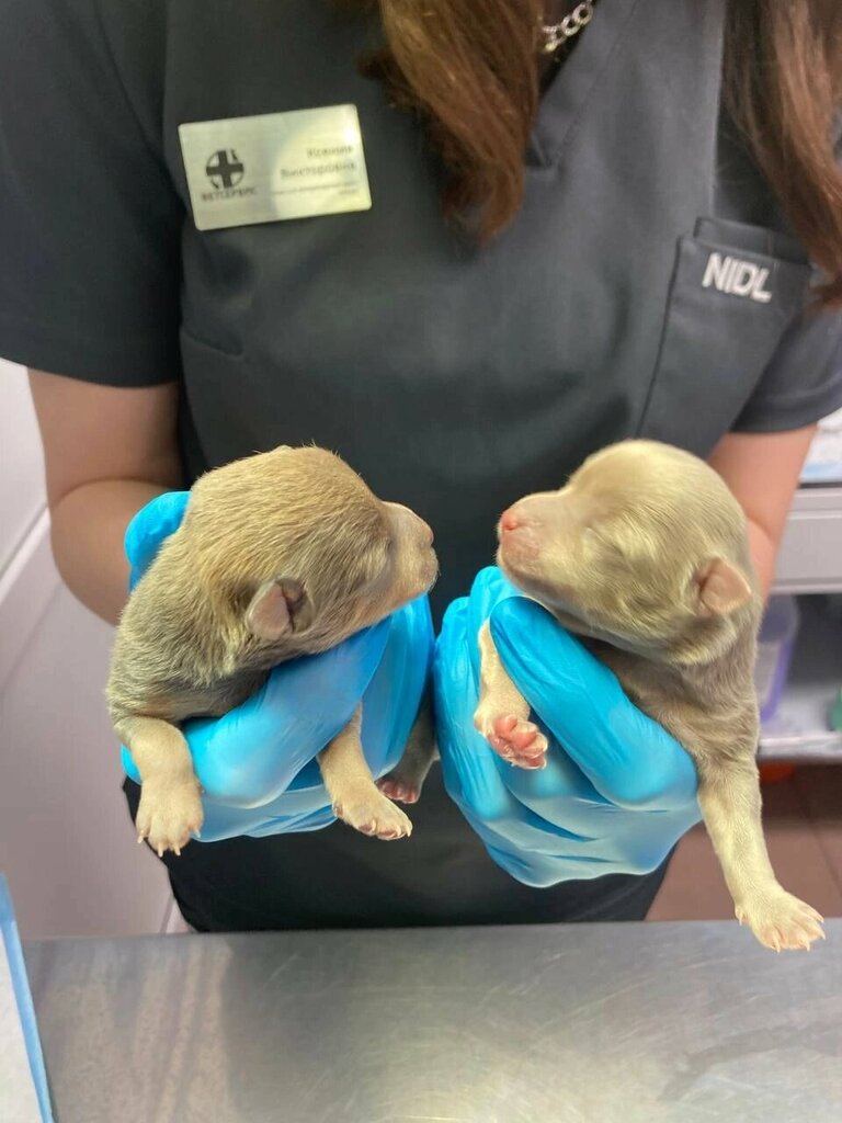 Veteriner klinikleri White Bear, Tümen (Tiumenskaya) oblastı, foto