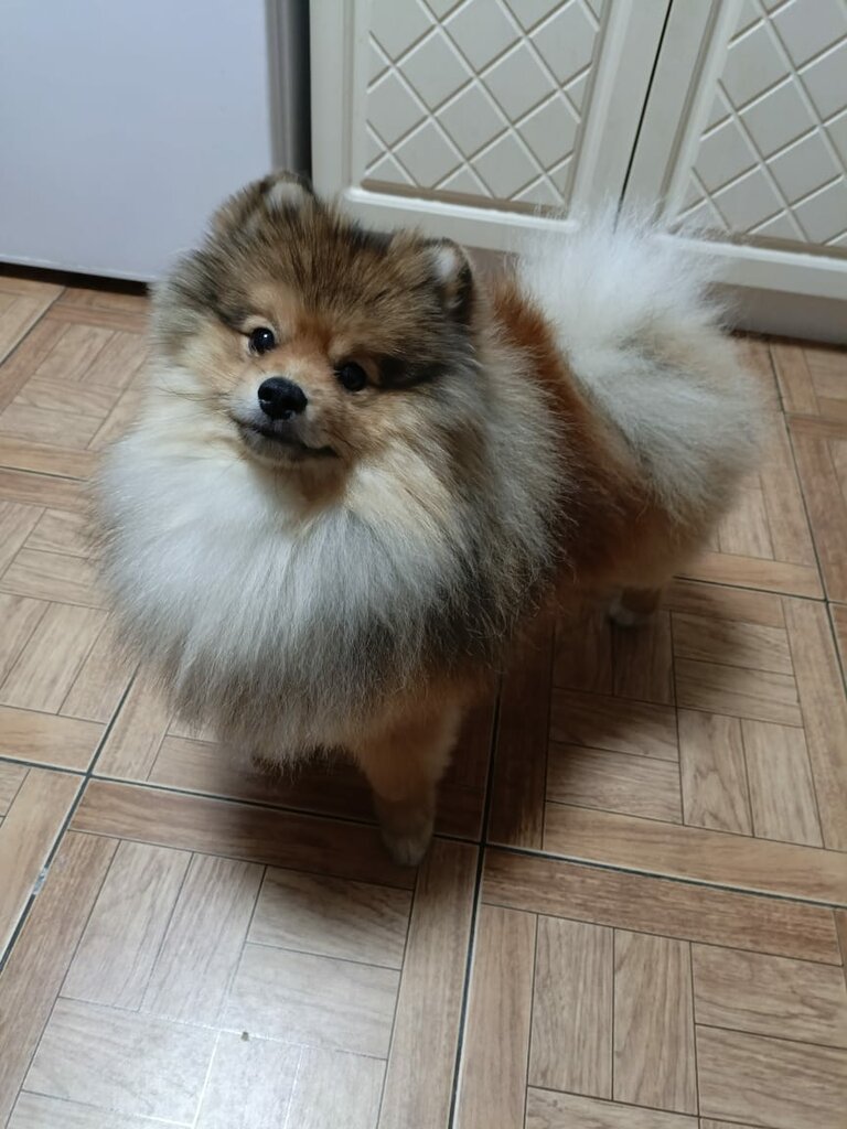 Evcil hayvan kuaförleri K. E. C, Şahty, foto