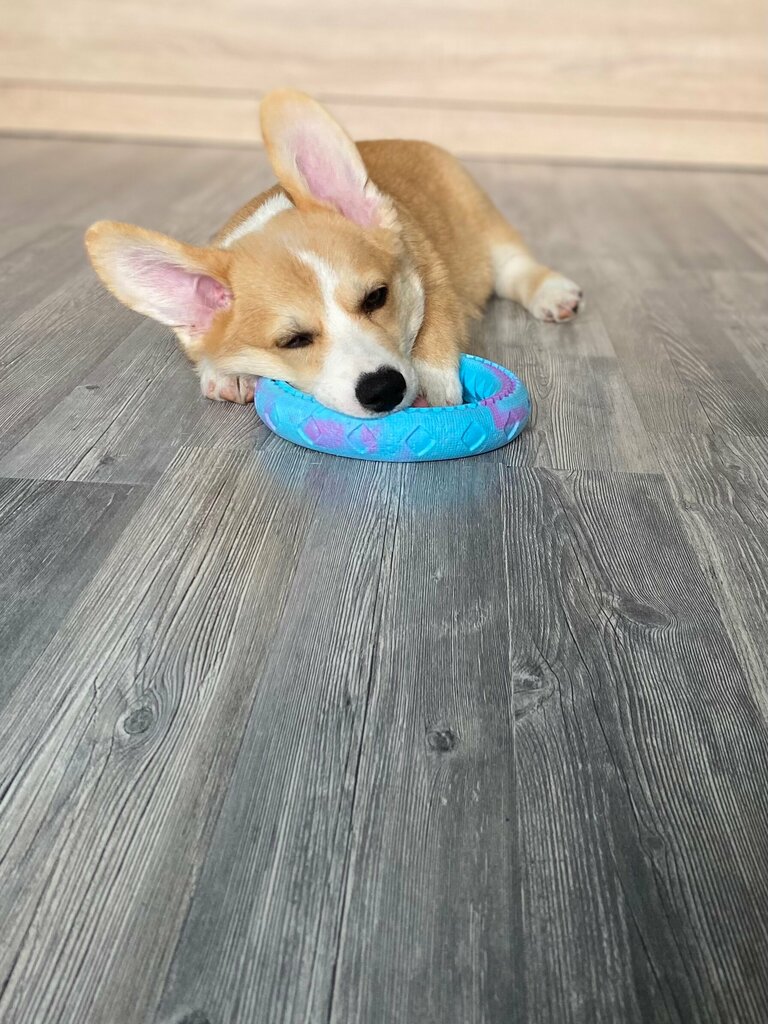 Evcil hayvan yetiştiricileri Pembroke Welsh Corgi Kennel by Adil Gayaz, Mytişçi, foto