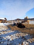 Аткуль-улу (Chelyabinsk Region, Yetkulskiy rayon, Selezyanskoye selskoye poseleniye), çiftlik tatili  Çeliabinskaya oblastından