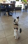Adana Ocakbaşı  (Antalya, Alanya, Avsallar Mah., Zeytinlik Cad., 3B), restoran  Alanya'dan