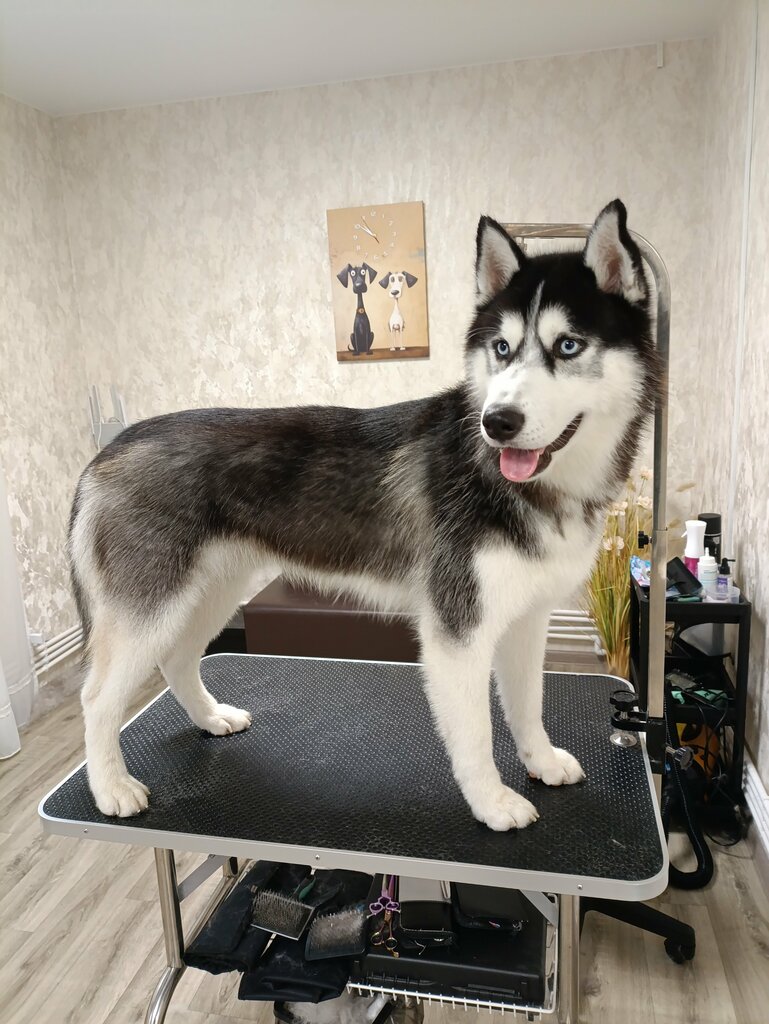 Evcil hayvan kuaförleri Студия Груминга, Tula, foto