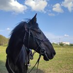 Надежда (ulitsa Sverdlova No:126), at ve binicilik kulüpleri  Sysert'ten