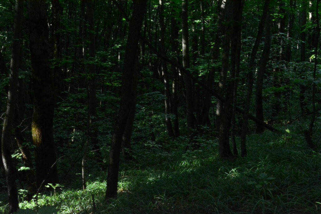 Orman урочище Котовец, Belgorodskaya oblastı, foto