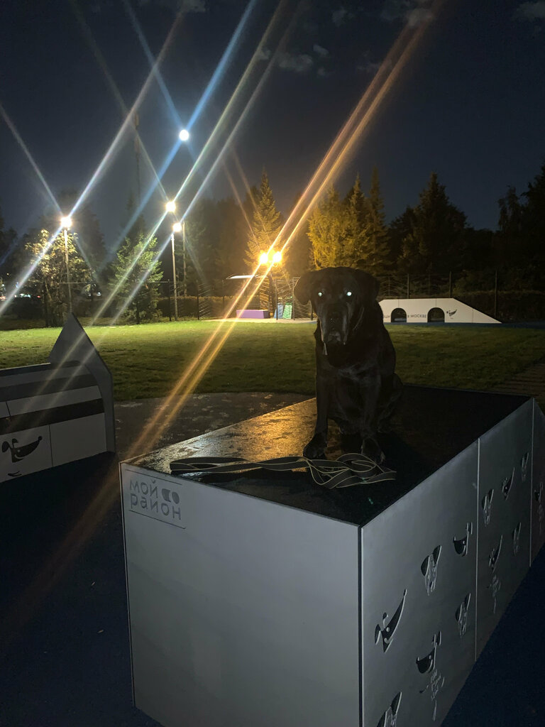 Köpek gezdirme alanları Dog park, Moskova, foto