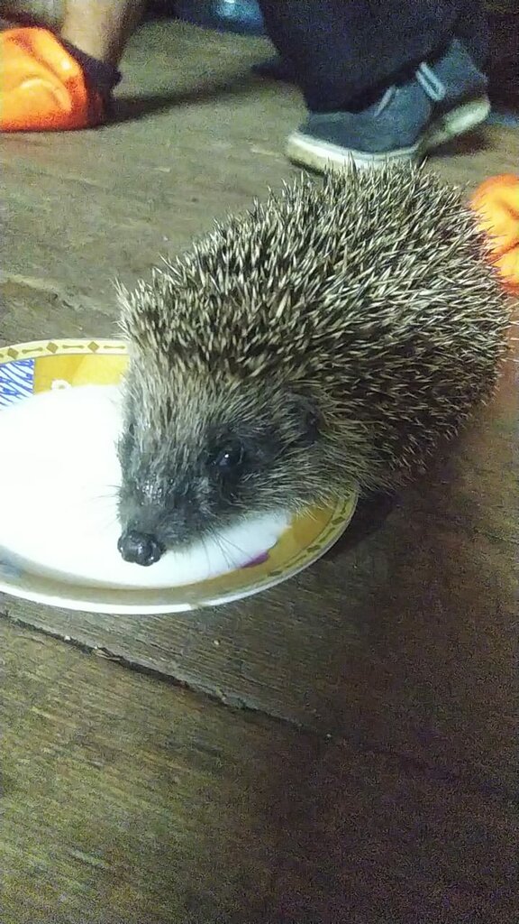 Bahçecilik dernekleri ve kuruluşları Ближний Хутор, Saint‑Petersburg ve Leningradskaya oblastı, foto