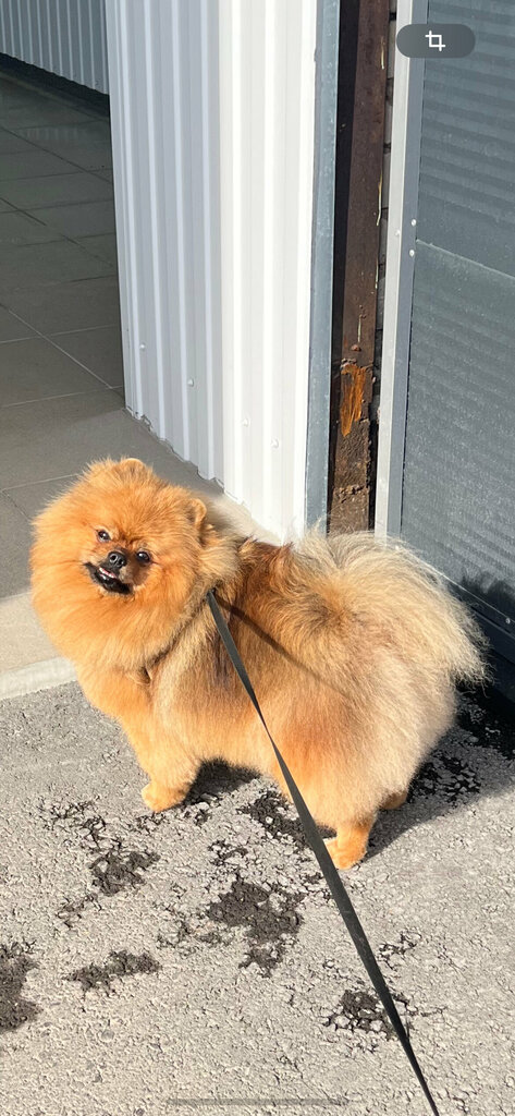 Evcil hayvan kuaförleri 4 лапы, Berezniki, foto