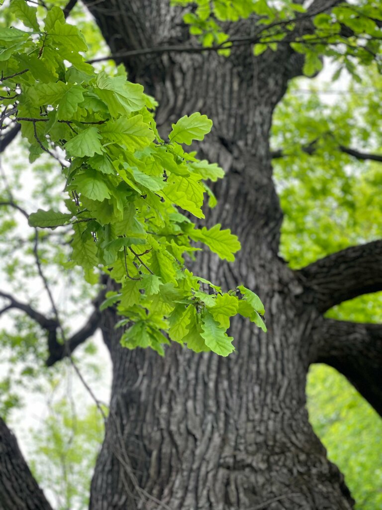 Doğa Дуб черешчатый, Moskova, foto