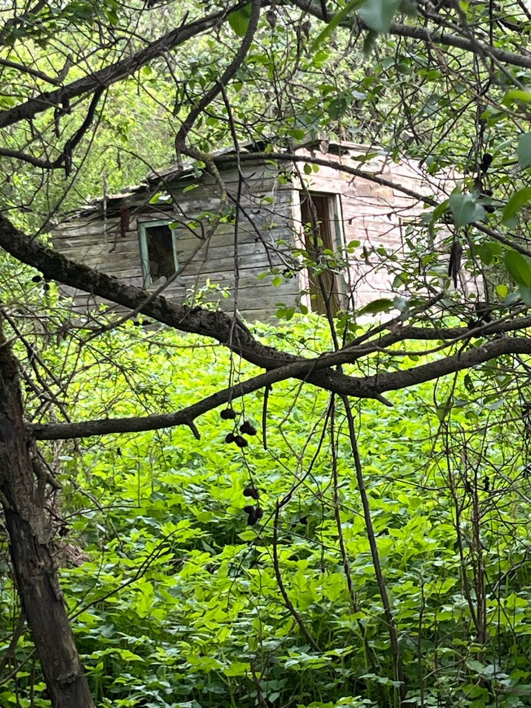 Turistik yerler Немецкий рингштанд (тобрук) DF-13, Puşkin, foto