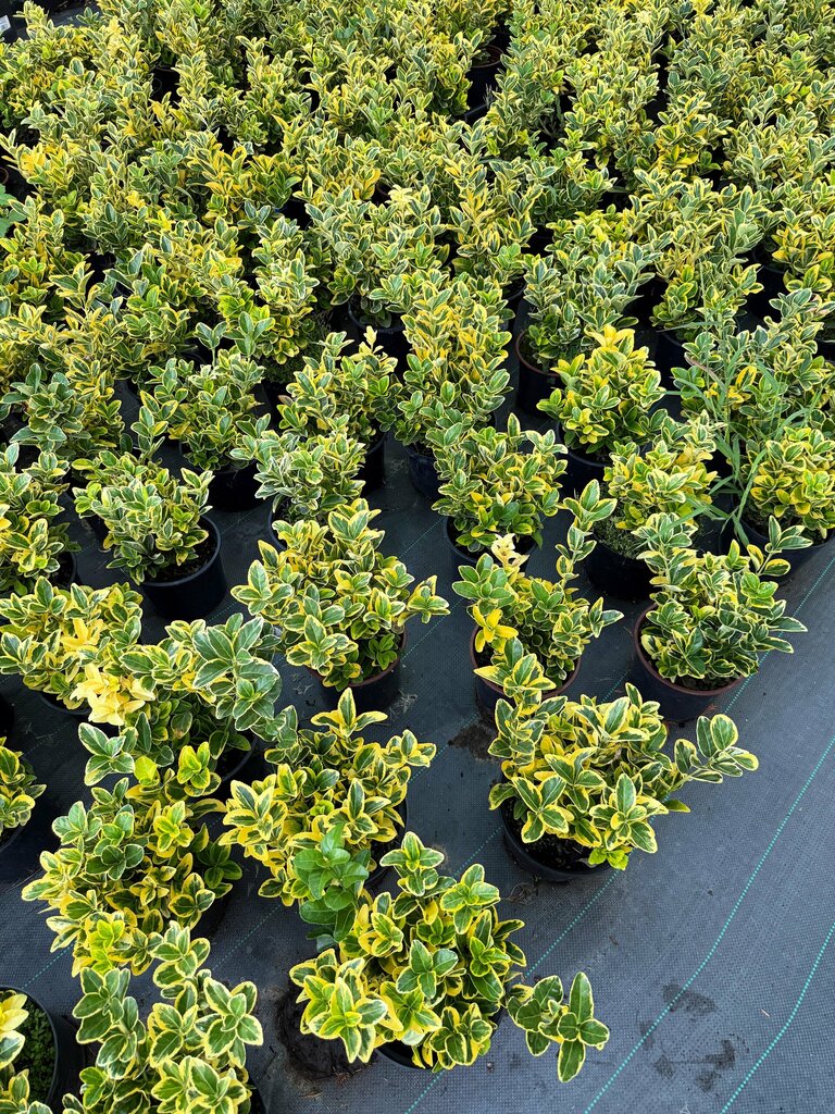 Fidan yetiştiriciliği Южный Сад, Krasnodar, foto