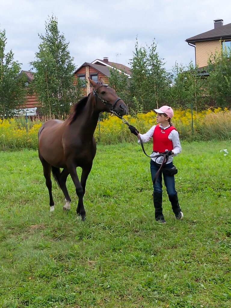 At ve binicilik kulüpleri Лошадь говорящая, Moskova ve Moskovskaya oblastı, foto