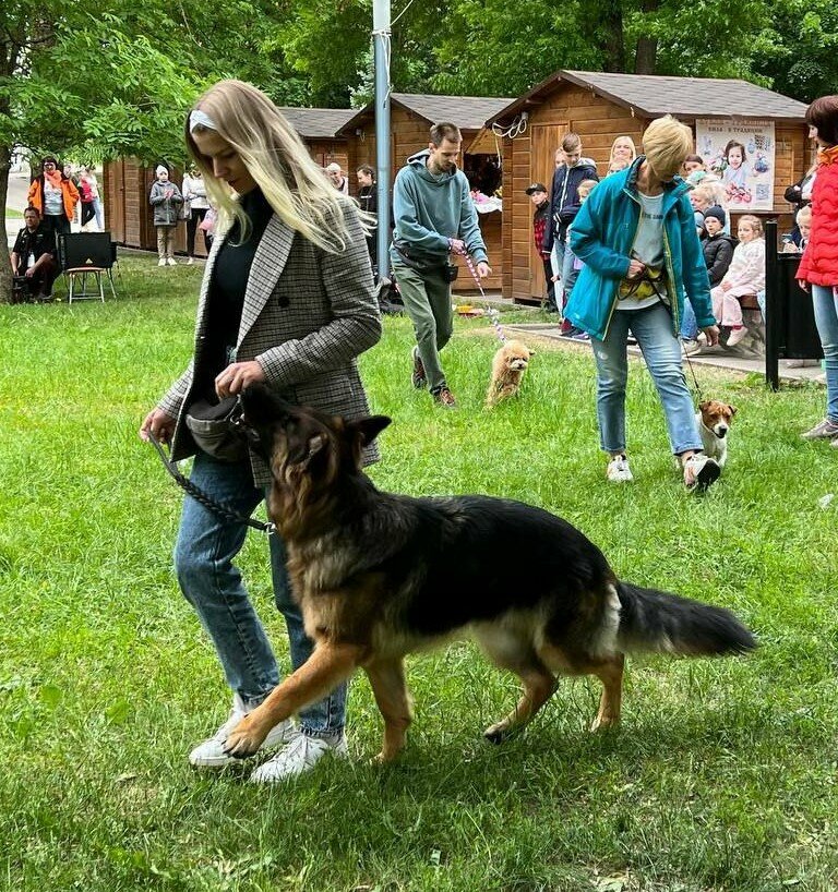 Köpek hizmeti Лапа в руке, Pskov, foto