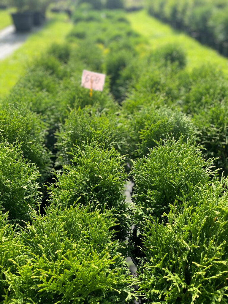 Bahçecilik mağazaları Декоративные кустарники, Brianskaya oblastı, foto