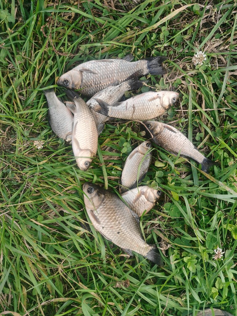 Avcılar ve balıkçılar КФХ Озерки, Samarskaya oblastı, foto