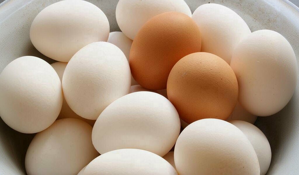 Kümes hayvanları çiftliği Yalçin Yumurta, İstanbul, foto