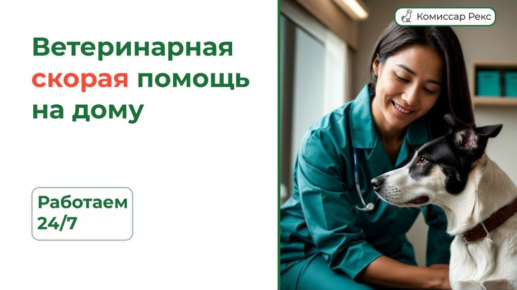 Veteriner klinikleri Комиссар Рэкс, Moskova, foto