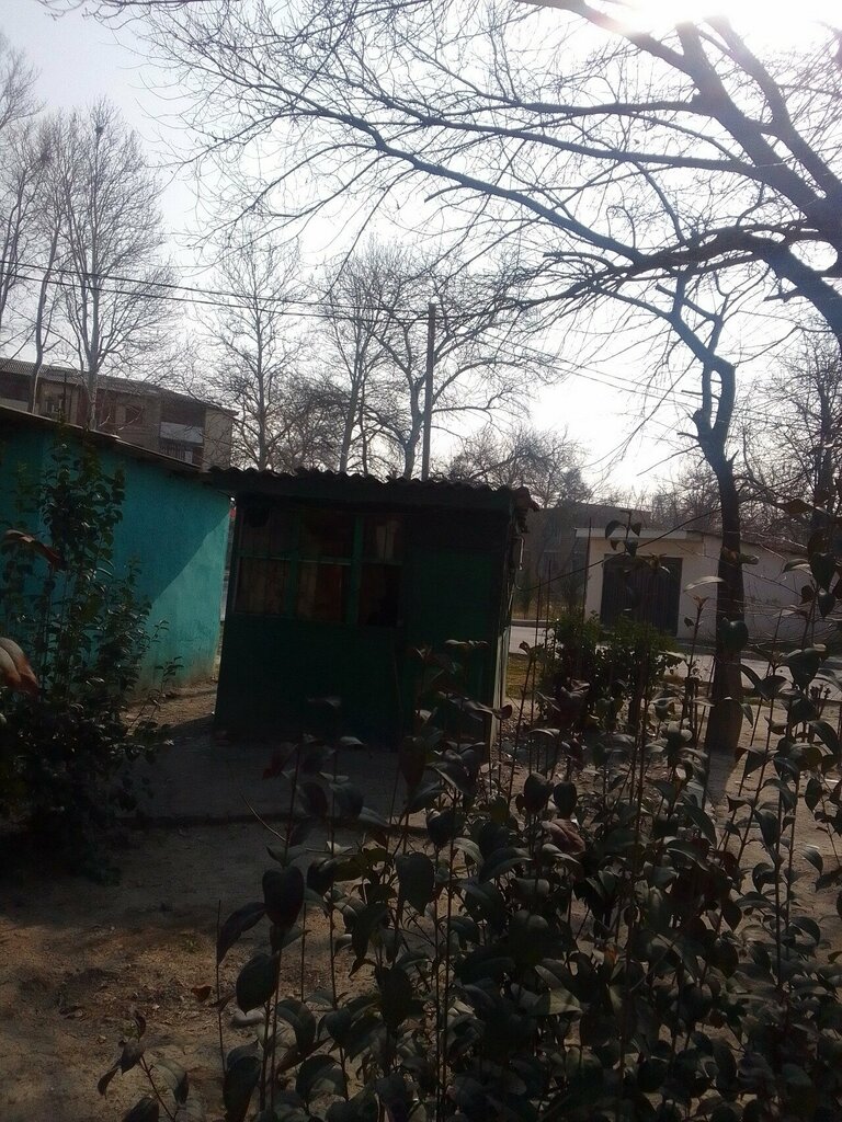 Mefruşat Dərzi, Mingeçevir, foto