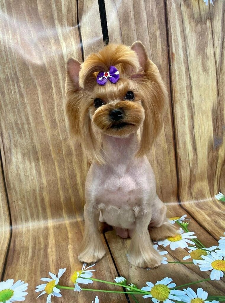 Evcil hayvan kuaförleri Vilya-lya, Saint‑Petersburg, foto