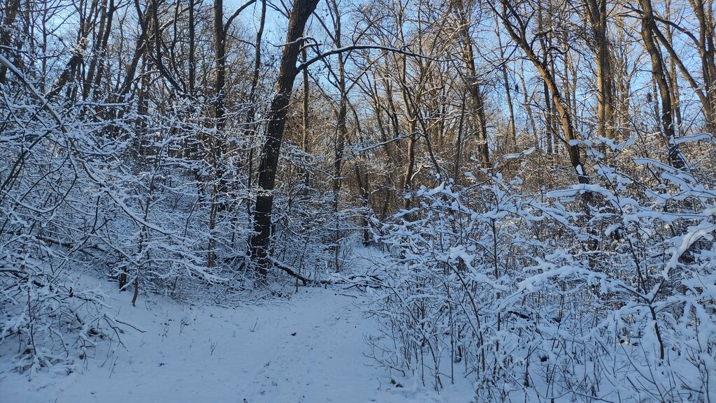 Orman урочище Осиново, Belgorodskaya oblastı, foto