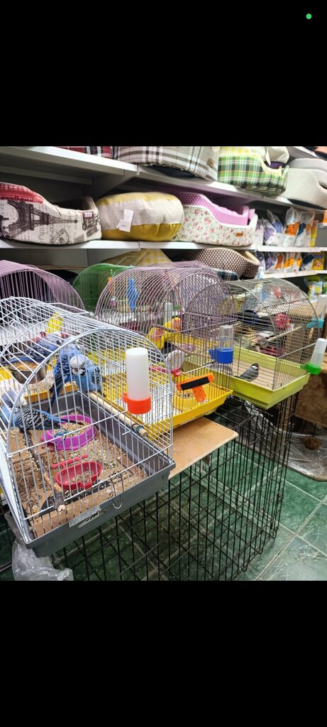 Petshop Дискус, Murmansk, foto