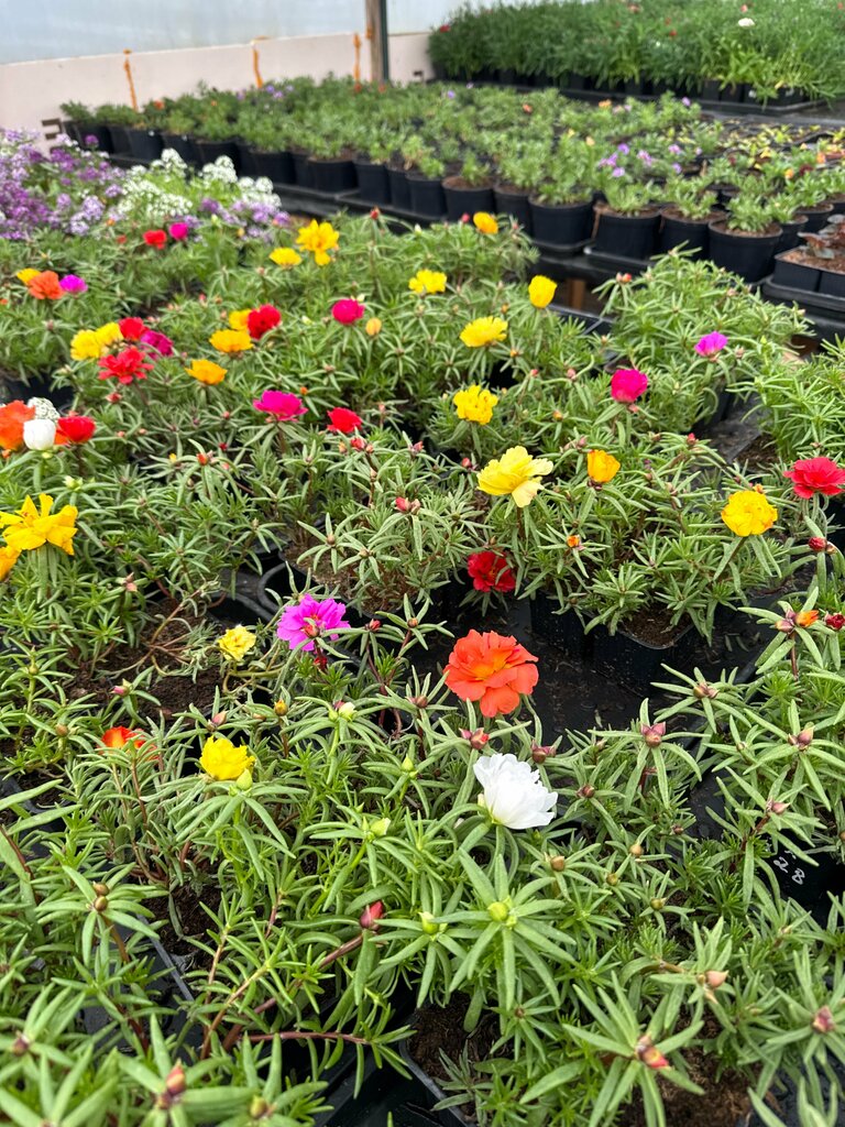 Sera ve bahçe ürünleri Флора, Novgorodskaya oblastı, foto