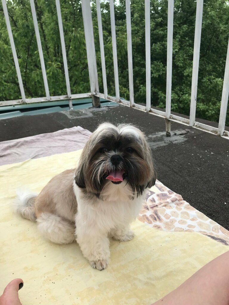 Evcil hayvan kuaförleri Probit, Krasnoznamensk, foto