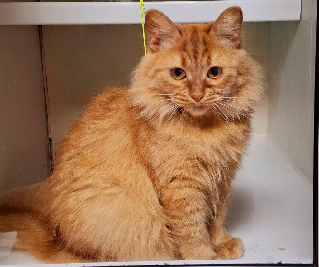 Pet otel Kitty-Home, Moskova, foto