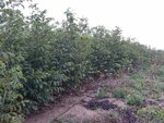 Ziraat Walnut Sapling (Balıkesir, Bandırma, Atatürk Cad., 19), fidan yetiştiriciliği  Bandırma'dan