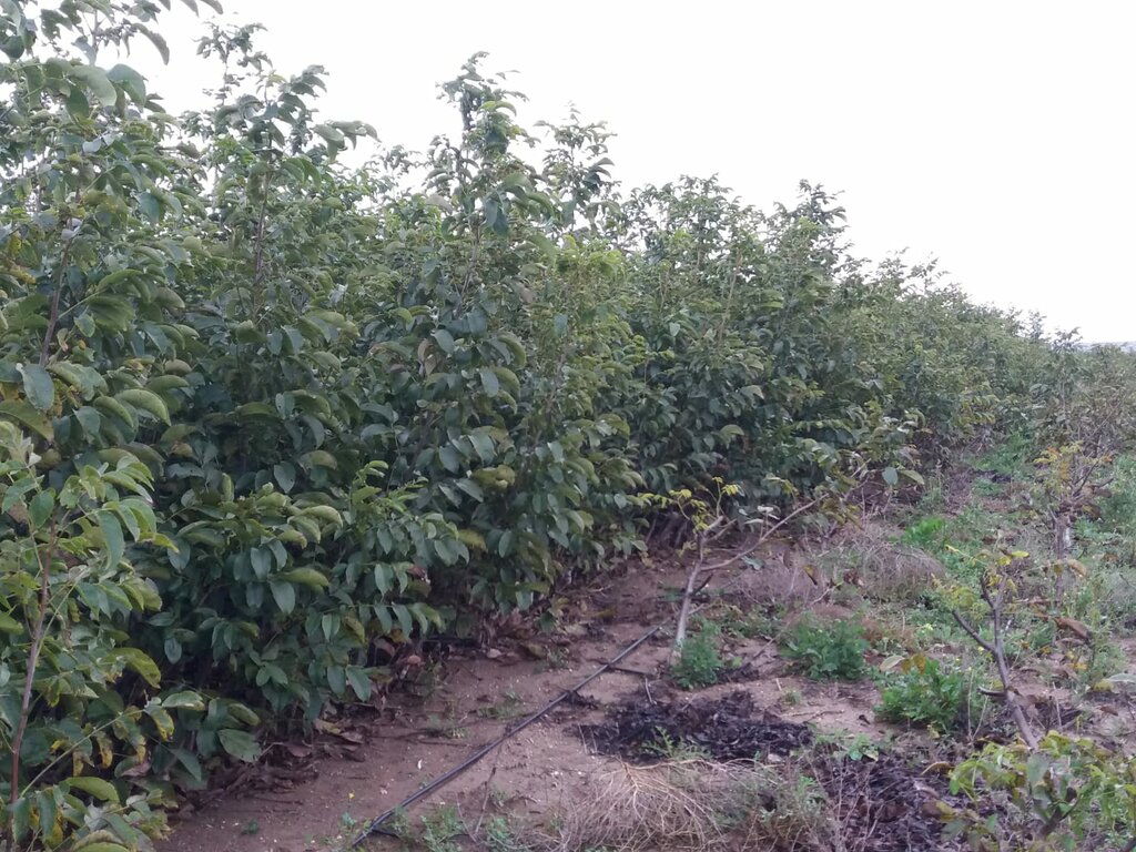 Fidan yetiştiriciliği Ziraat Walnut Sapling, Bandırma, foto