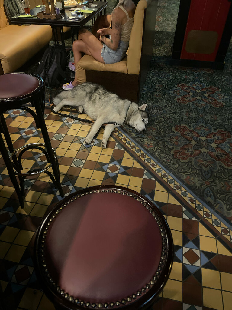Pub Green Dog, Sevastopol, foto