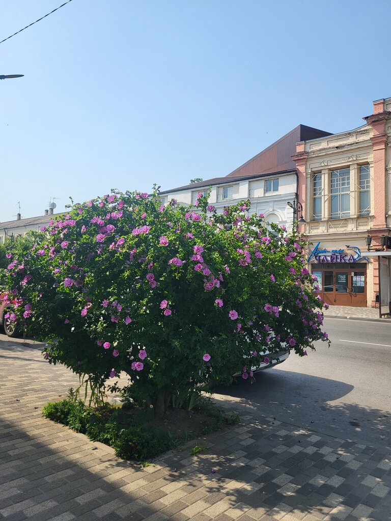 Turistik yerler Дом М.С. Магула, Taganrog, foto