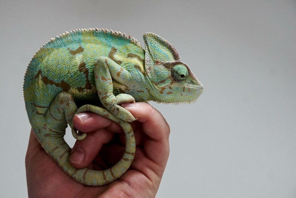 Petshop Мир Экзотики, Orenburg, foto