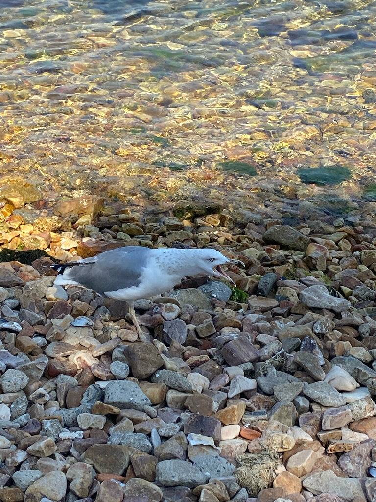 Sağlık merkezleri Kınalıada maviyeşil beach, Adalar, foto