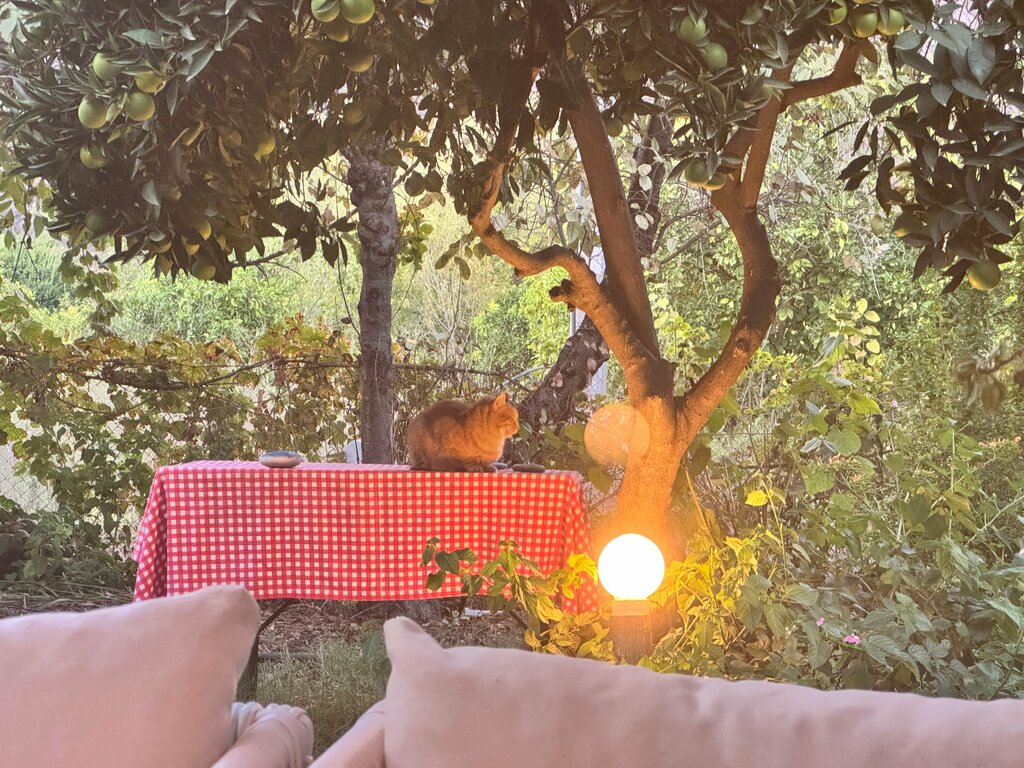 Daireler Cirali Friends Pension&Camping, Kemer, foto