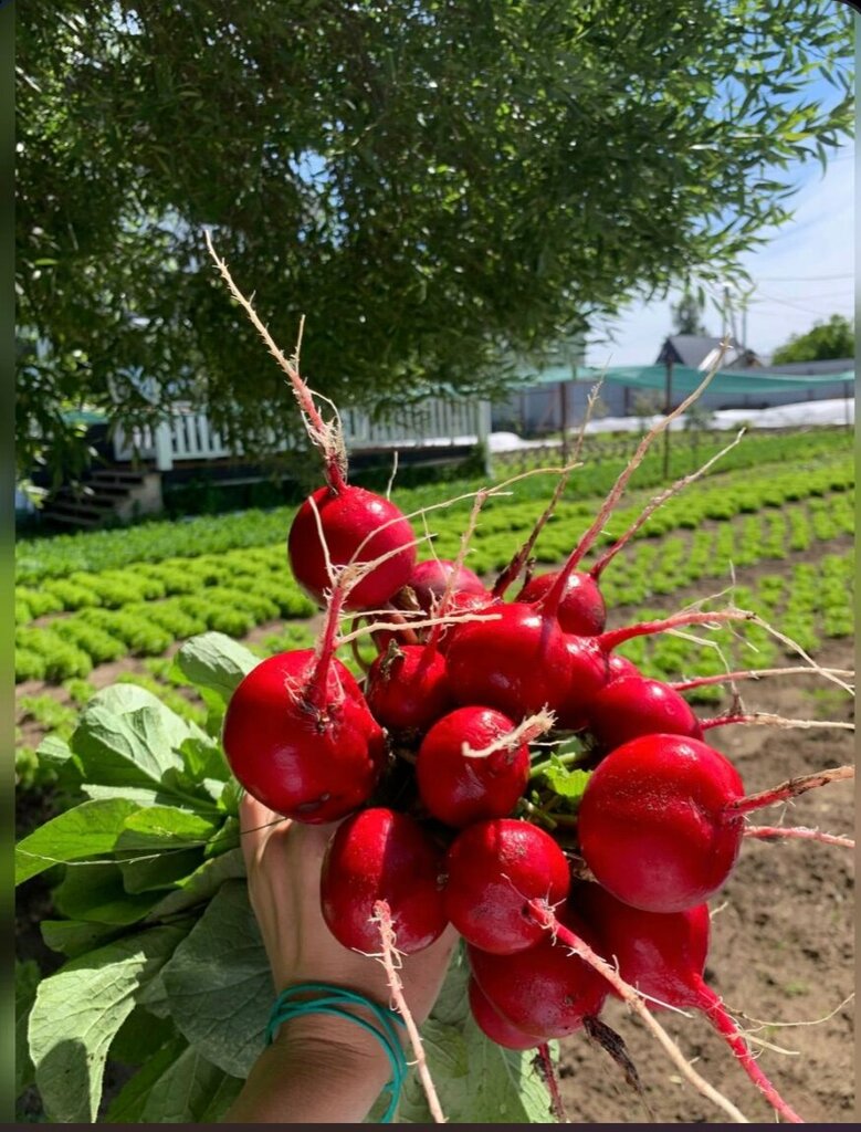 Tarım ürünleri firmaları Казаковские грядки, Saint‑Petersburg ve Leningradskaya oblastı, foto