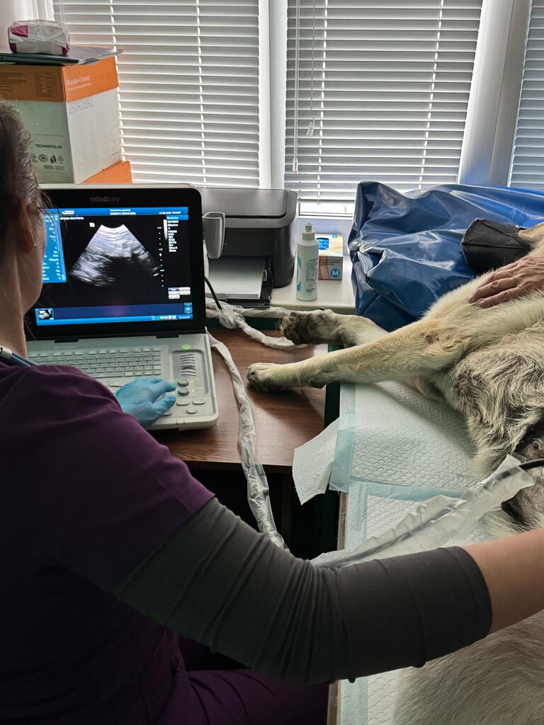 Veteriner klinikleri Gus-Khrustalnaya rayonnaya stantsiya po borbe s boleznyami zhivotnykh, Gus‑Hrustalny, foto