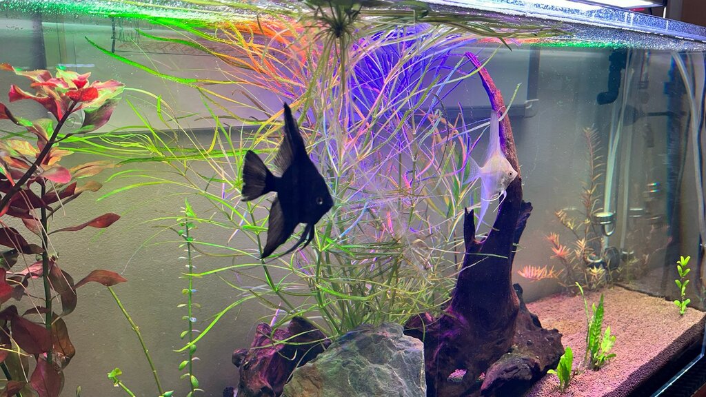 i̇ç mimarlık firmaları Design&project, Troitsk, foto