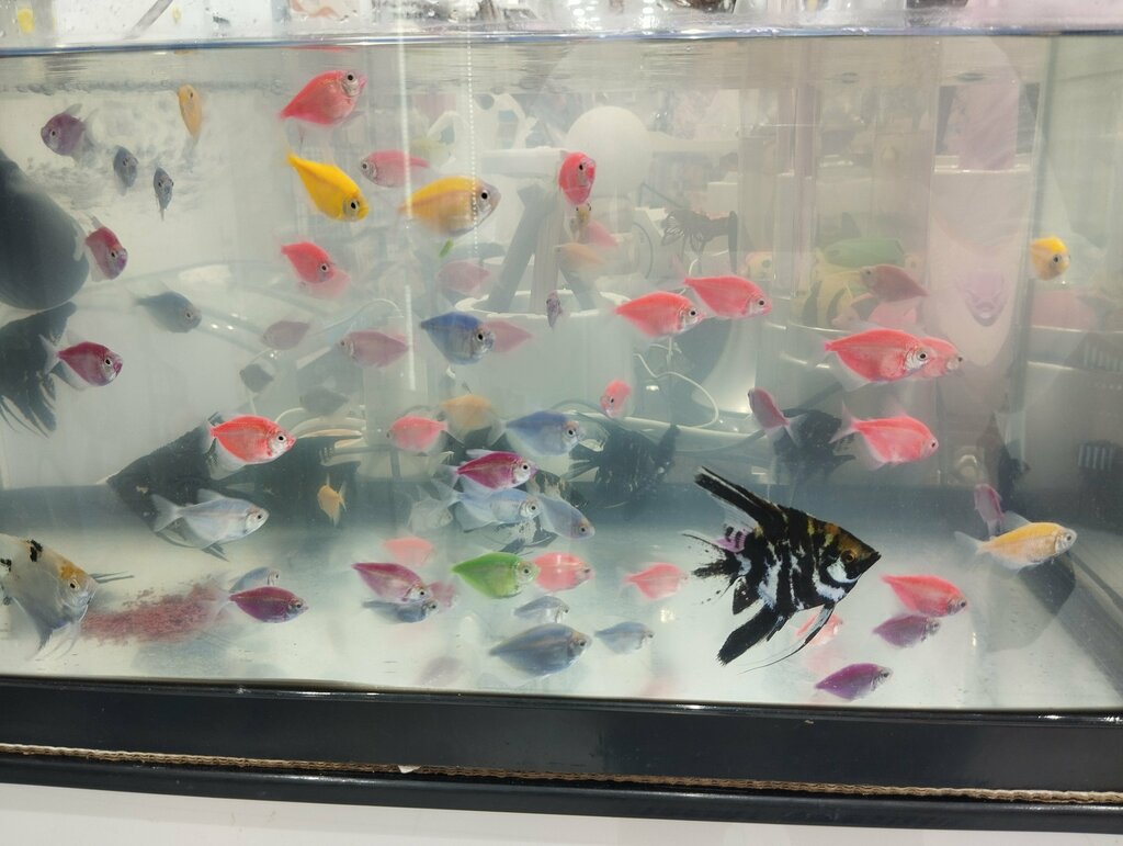 Büyük mağazalar Al Kabayel, Dubai, foto